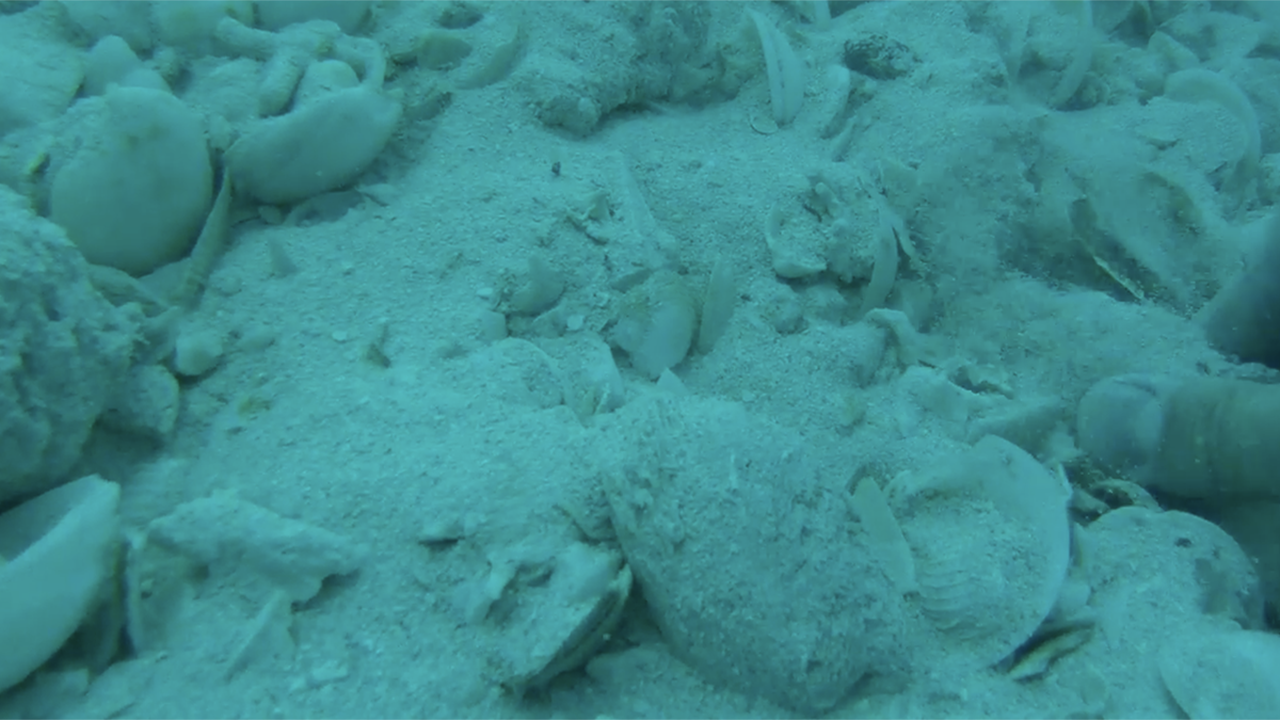 Discover the Atocha Wreck: A Florida Diving Treasure