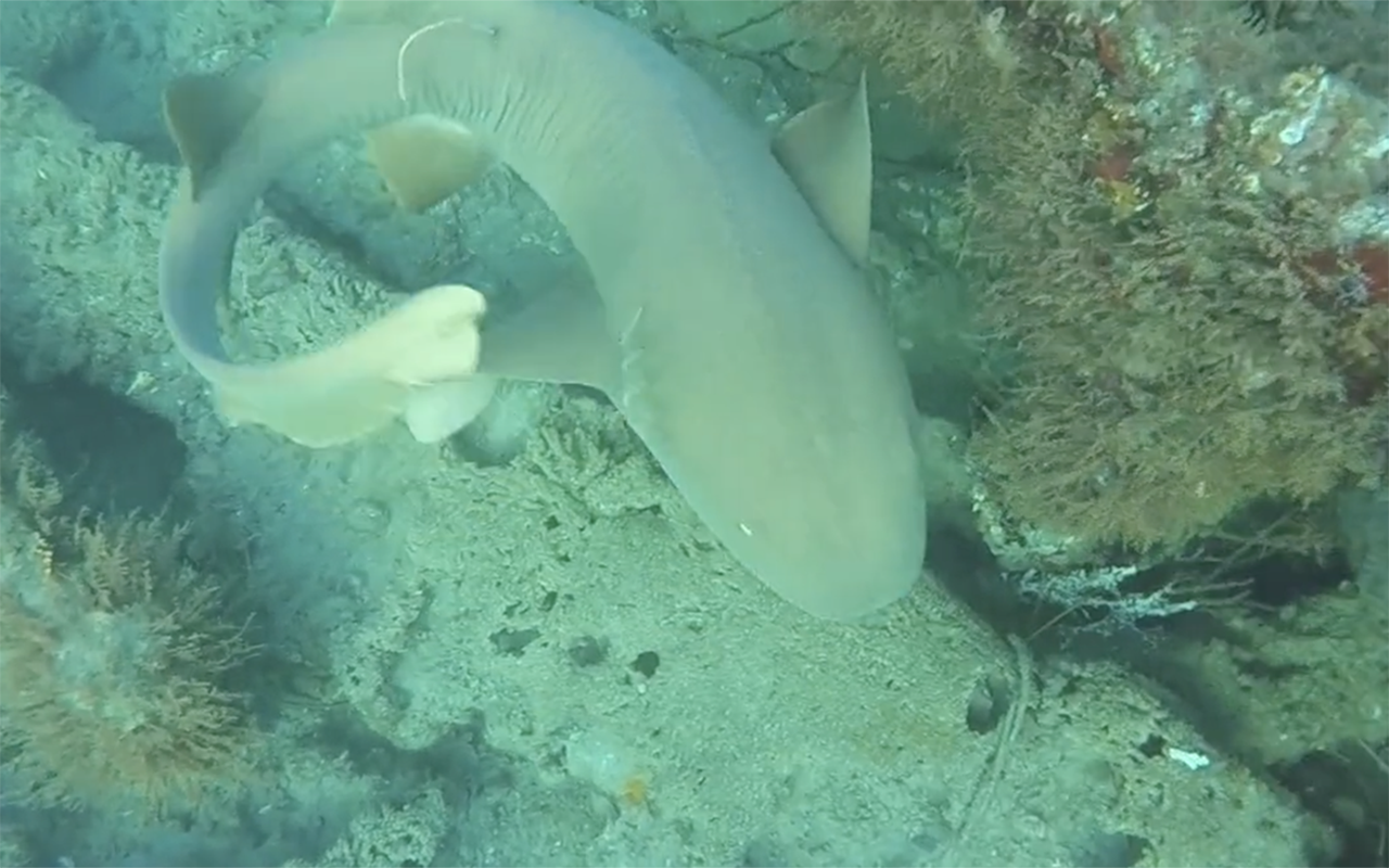 Explore the Lofthus Wreck: A Scuba Diving Gem in Florida