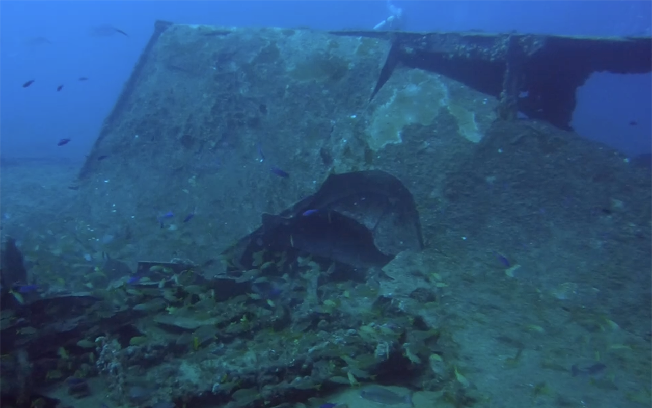 Discover the SS Princess Anne Wreck for Scuba Diving