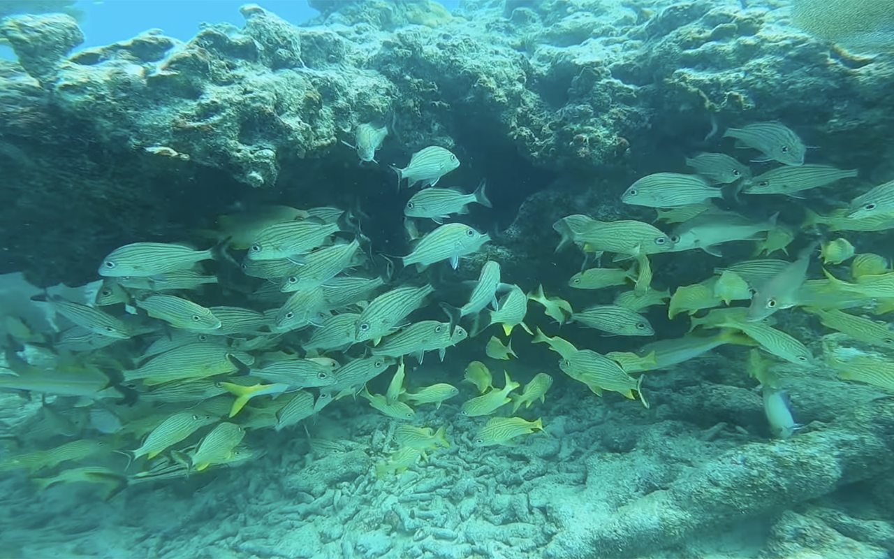 Explore American Shoal: Your Ultimate Dive Guide