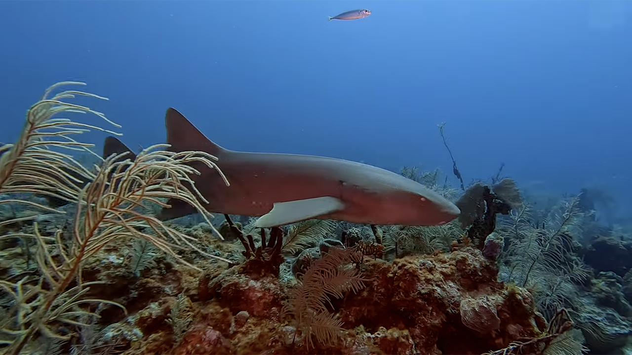 Explore Bowles Bank: Miami's Premier Diving Experience