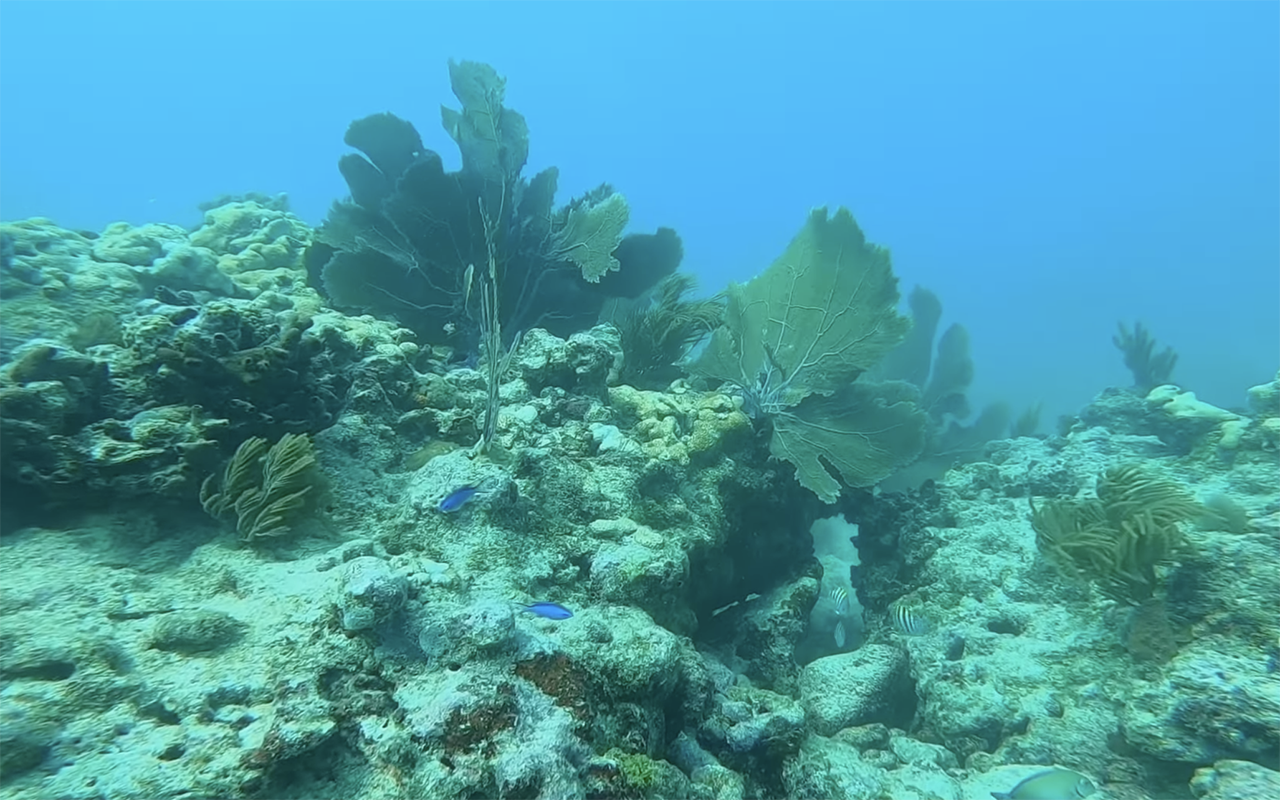 Dive Eastern Dry Rocks: Top Spots & Tips for Florida Divers