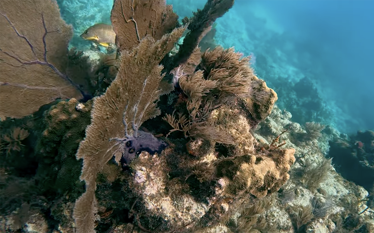 Explore Elbow Reef: A Guide to Key Largo Scuba Diving