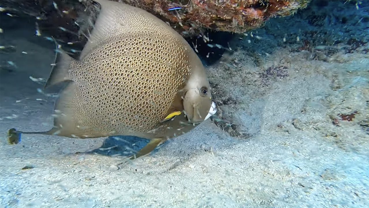 Dive FPL Exhaust Stacks Miami: Tips for an Unforgettable Experience