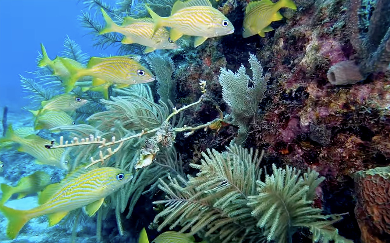 Top Spots & Tips for Scuba Diving at Fingers Reef