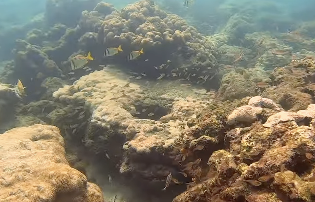 Discover Fort Lauderdale's First Reef Line Diving Guide