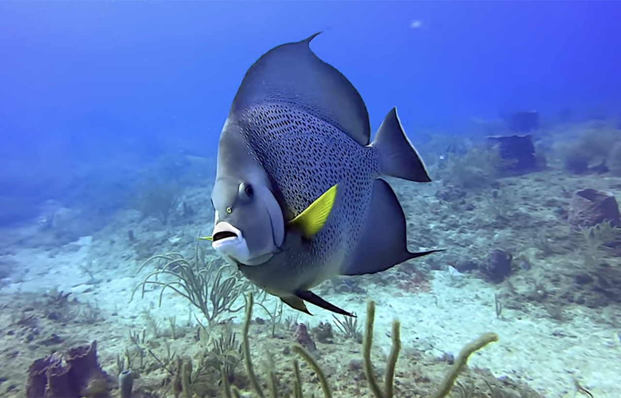 Discover Hammerhead Reef: A Fort Lauderdale Diving Guide