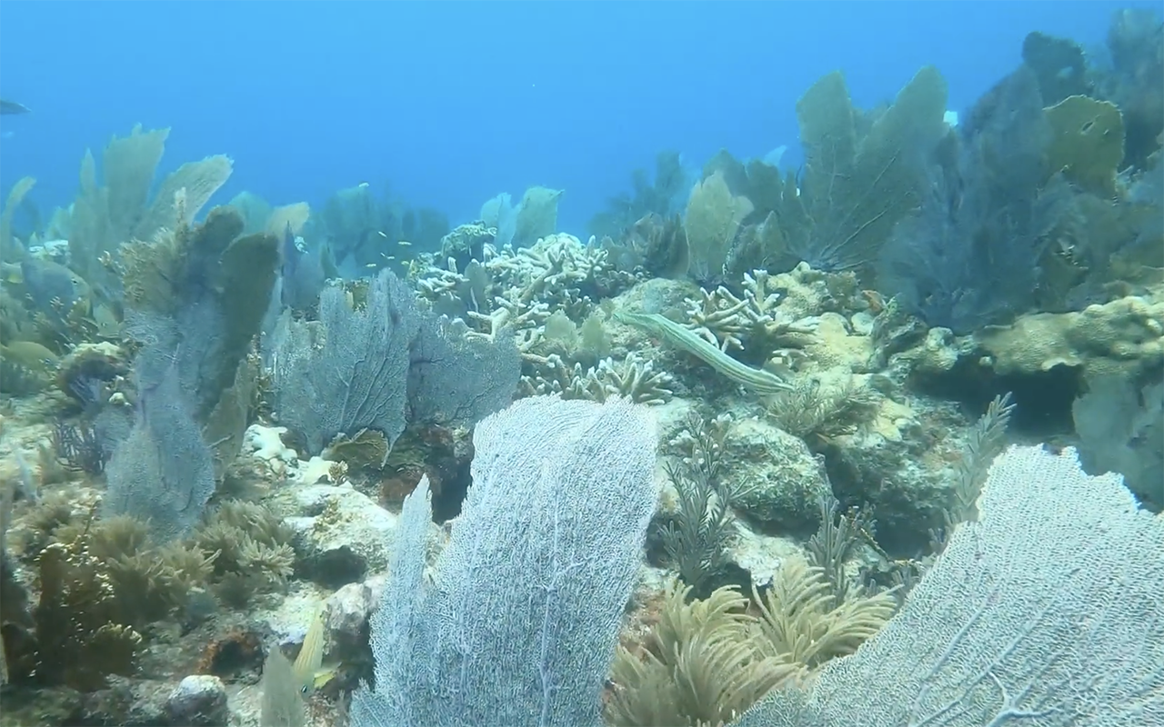 Ultimate Guide to Watsons Reef Diving in Key Largo
