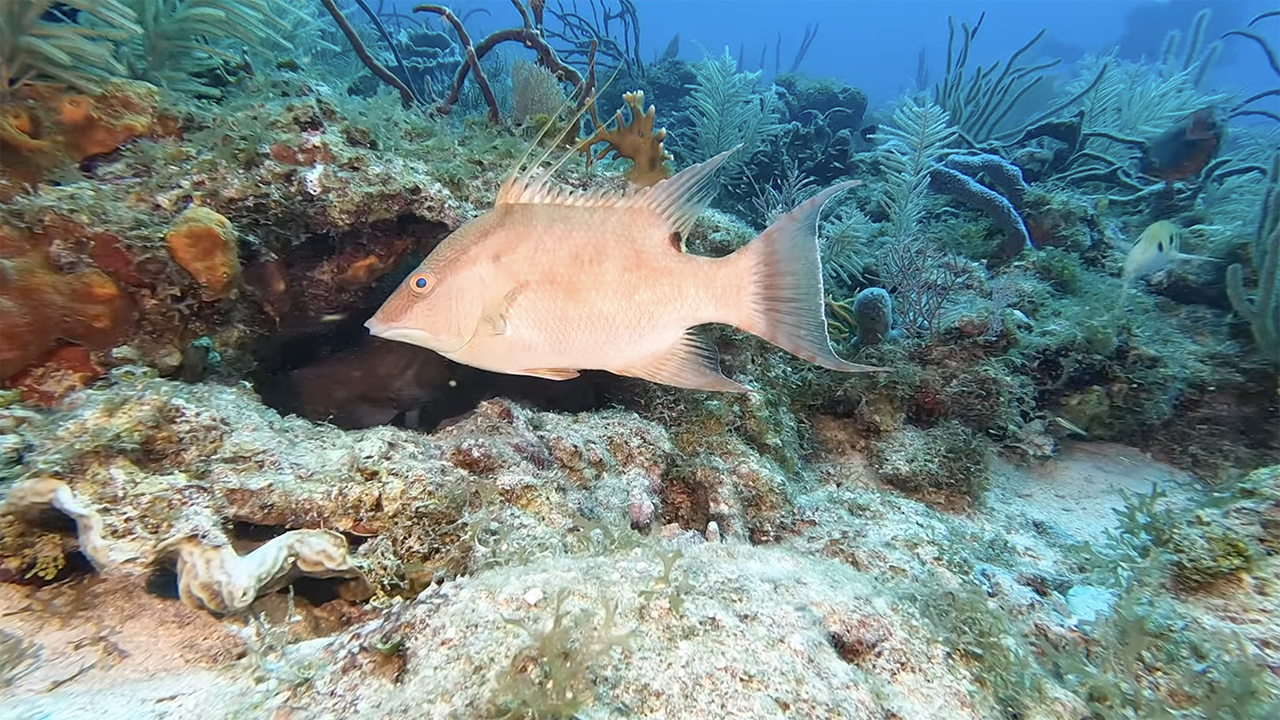 Dive Guide: Rocky Reef 1 & 2 in Miami, Florida