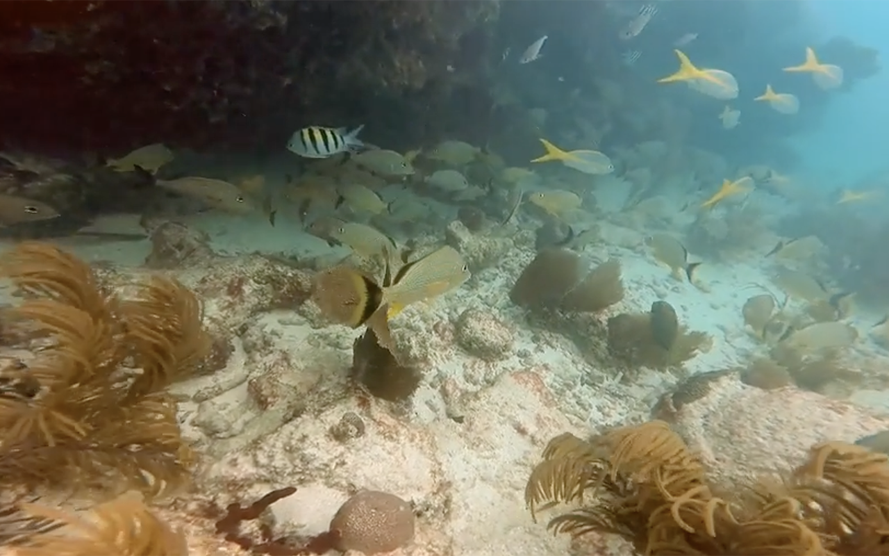 Discover the Best Sand Key West Scuba Diving Spots