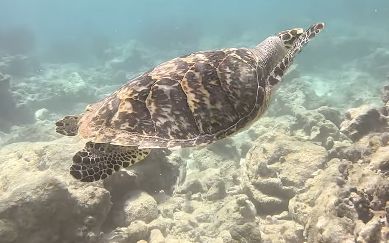 Discover the Best Sand Key West Scuba Diving Spots