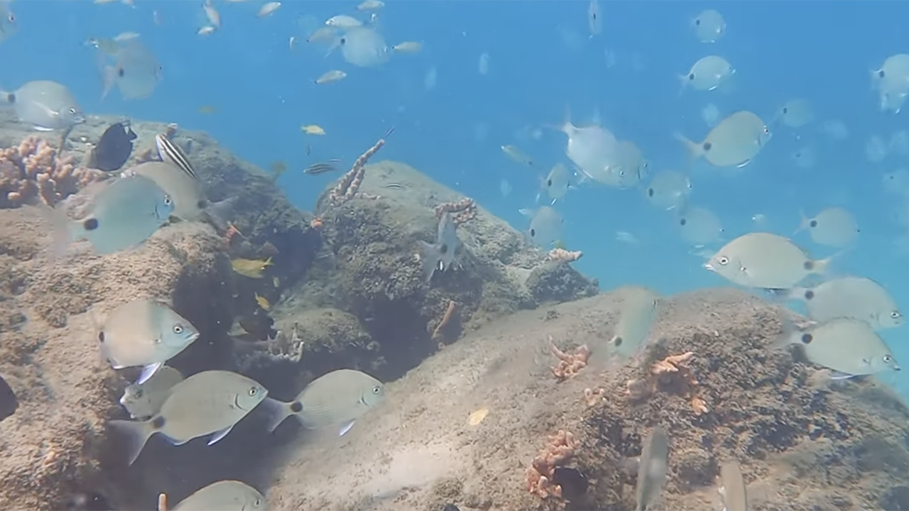 Stargazer Reef Key West: Ultimate Guide for Scuba Divers