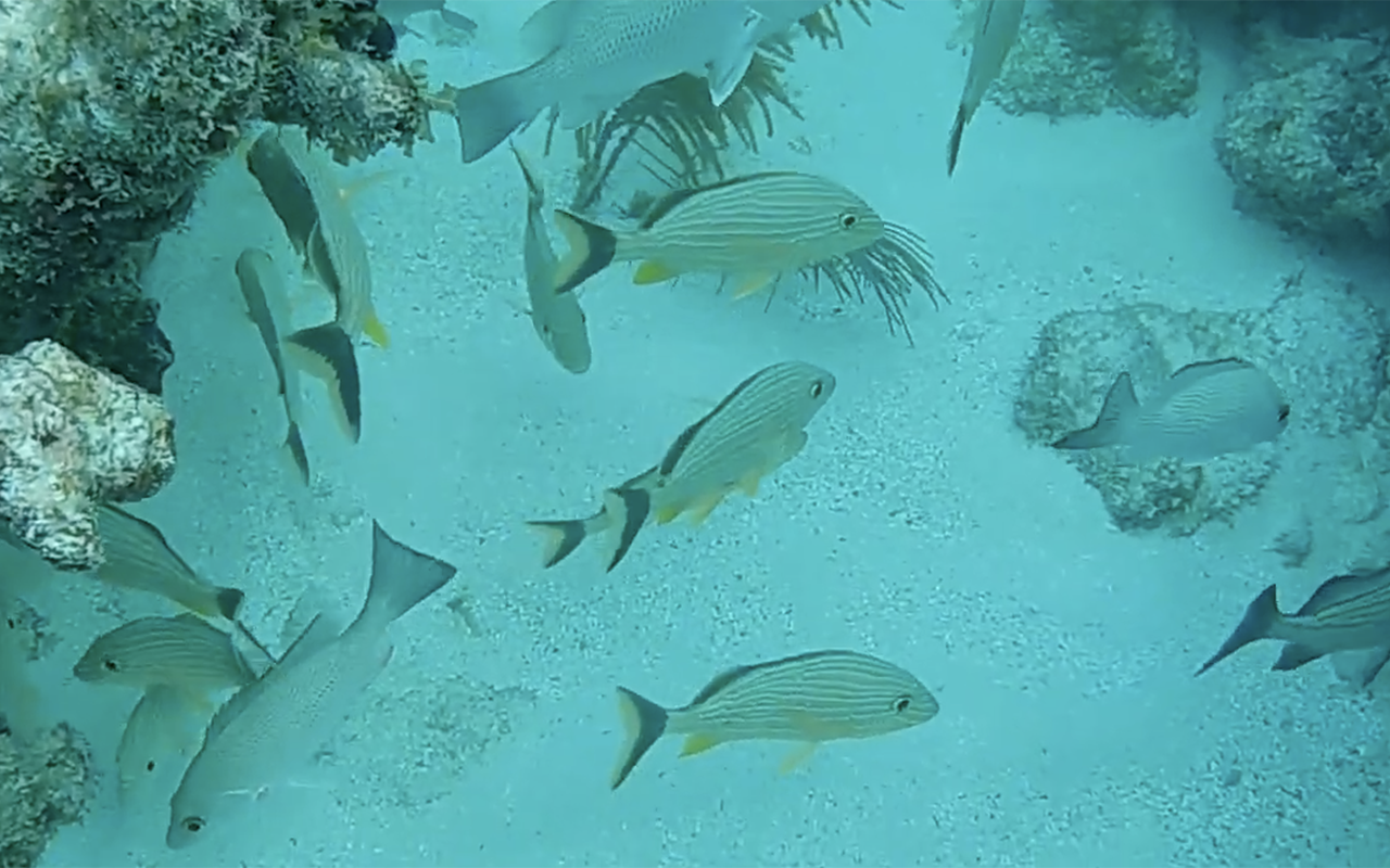 Essential Guide to Ten-Fathom Ledge Scuba Diving