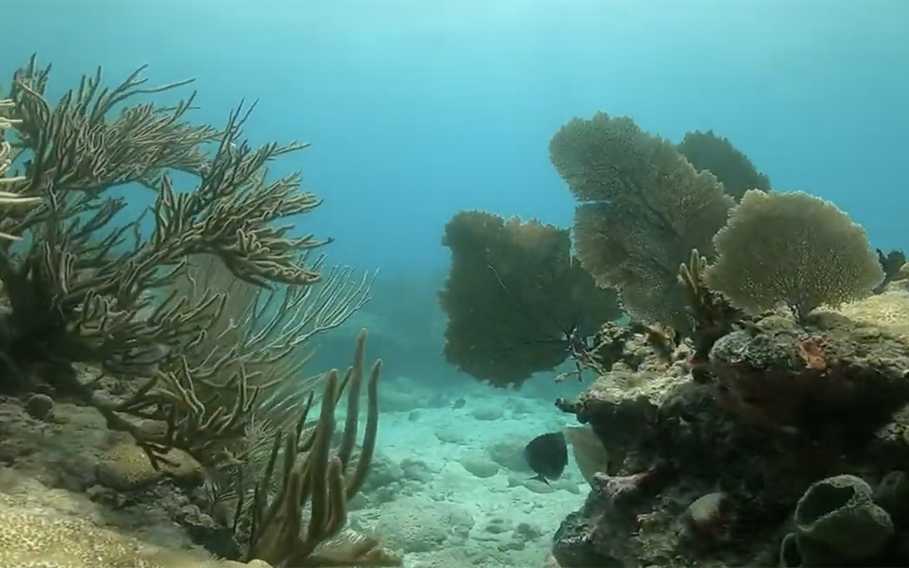 Transform from Land-Lover to Certified Diver in Key West