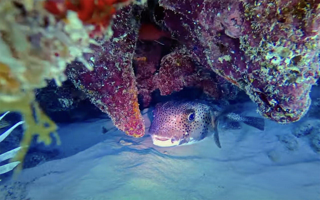 Best Victory Reef Scuba Diving Guide & Tips in Florida