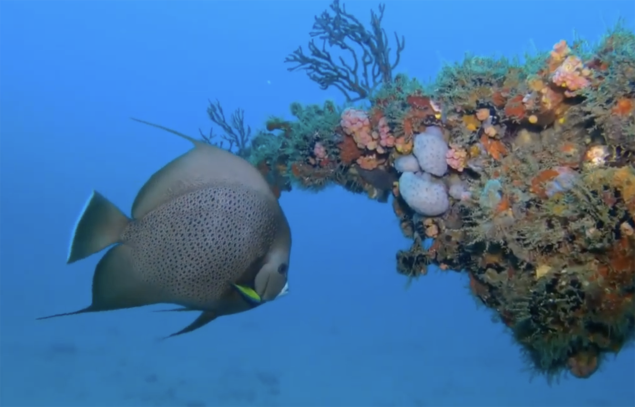 Diving Ballentine Reef Palm Beach: Top Guide & Tips - Florida Scuba Diving