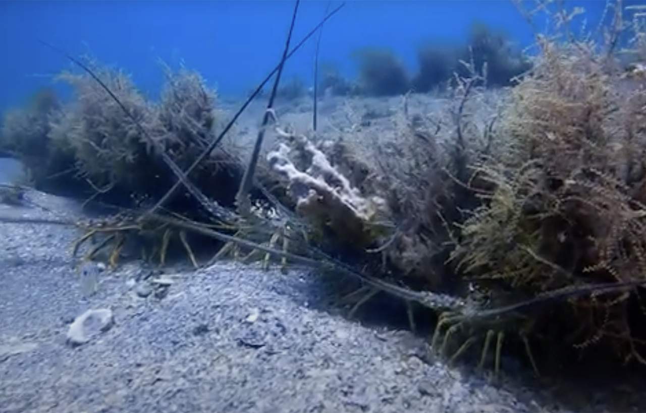 Blue Heron Bridge Diving Guide: Tips for Florida Divers