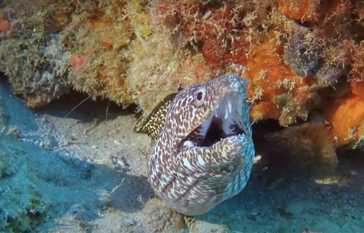 Dive Bluffs Reef Jupiter: Your Ultimate Scuba Guide