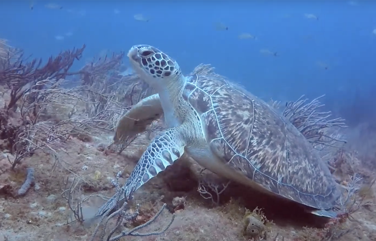 Sea Turtle Guarantee: Best Time to Dive in Key West
