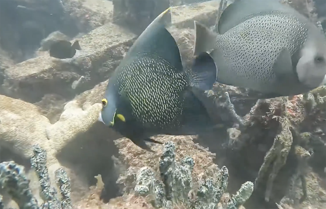 Discover Erojax: Your Guide to Fort Lauderdale Diving