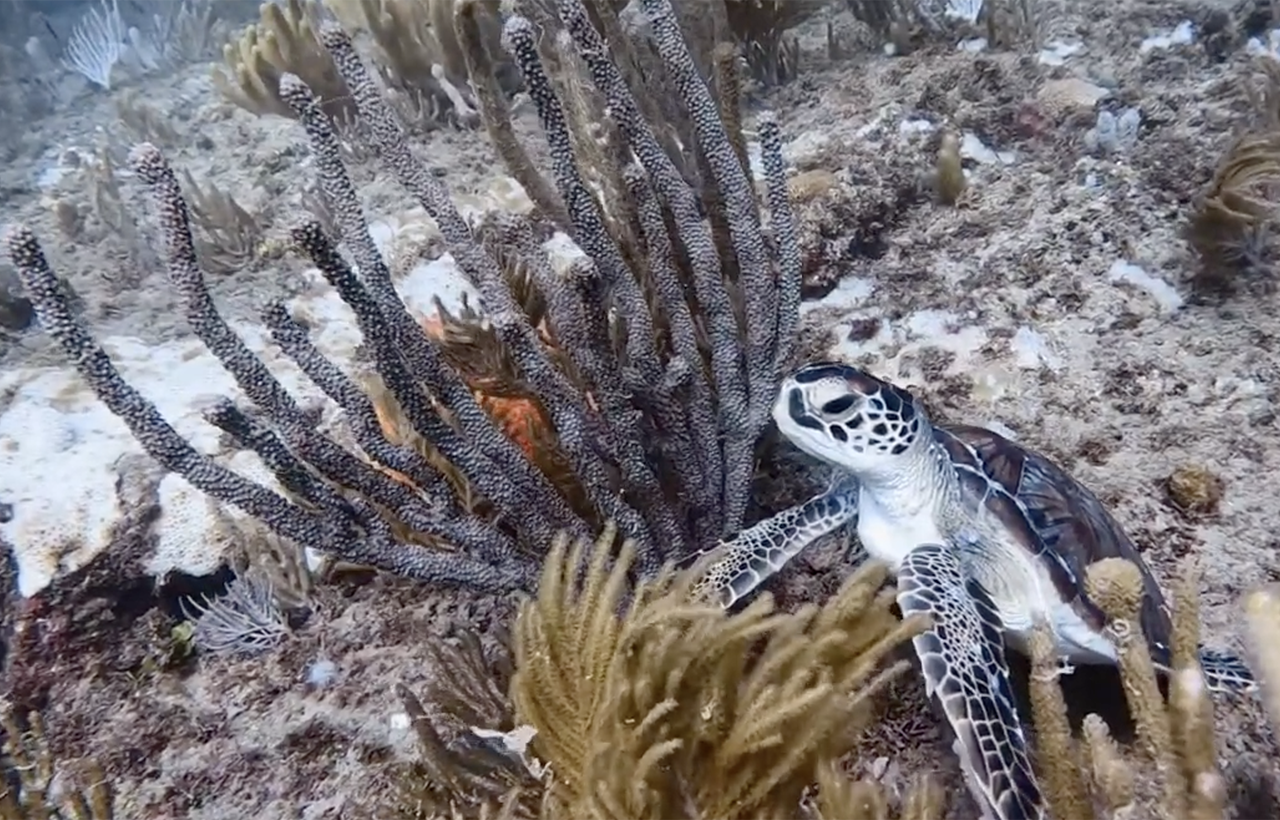 Discover Nursery Reef: Your Guide to Pompano Beach Diving