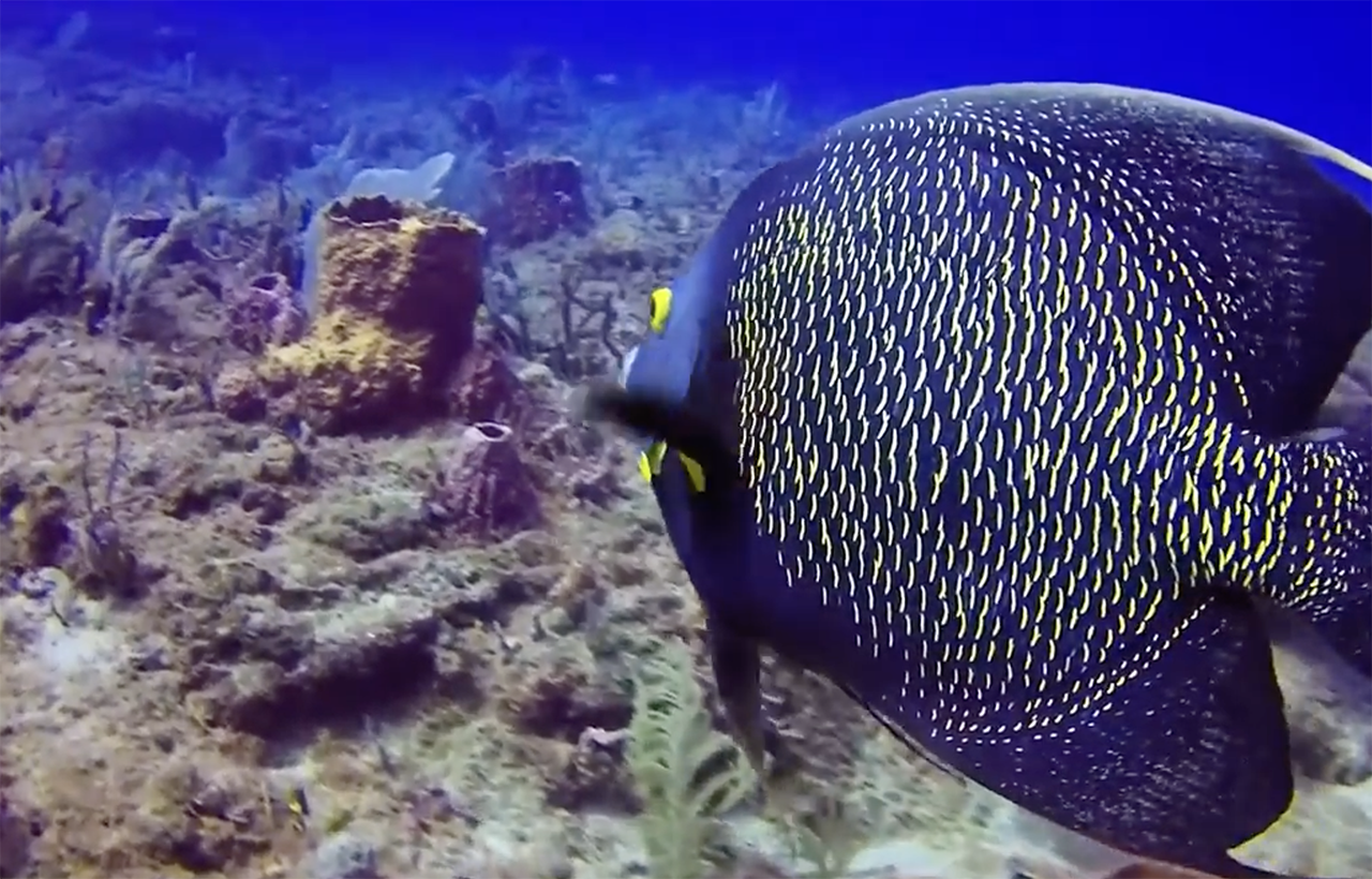 Discover Opal Towers: Your Guide to Boca Raton Diving