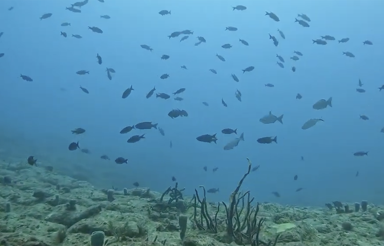Dive Guide to Pompano Trench: Explore Florida's Rich Reefs
