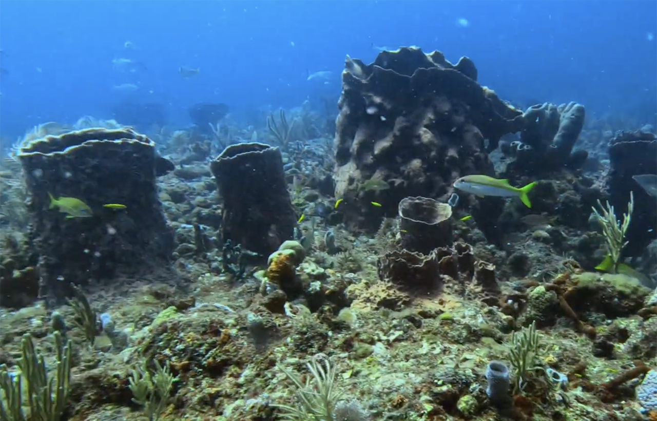 Dive Rags Reef: Your Guide to Florida's Best Diving