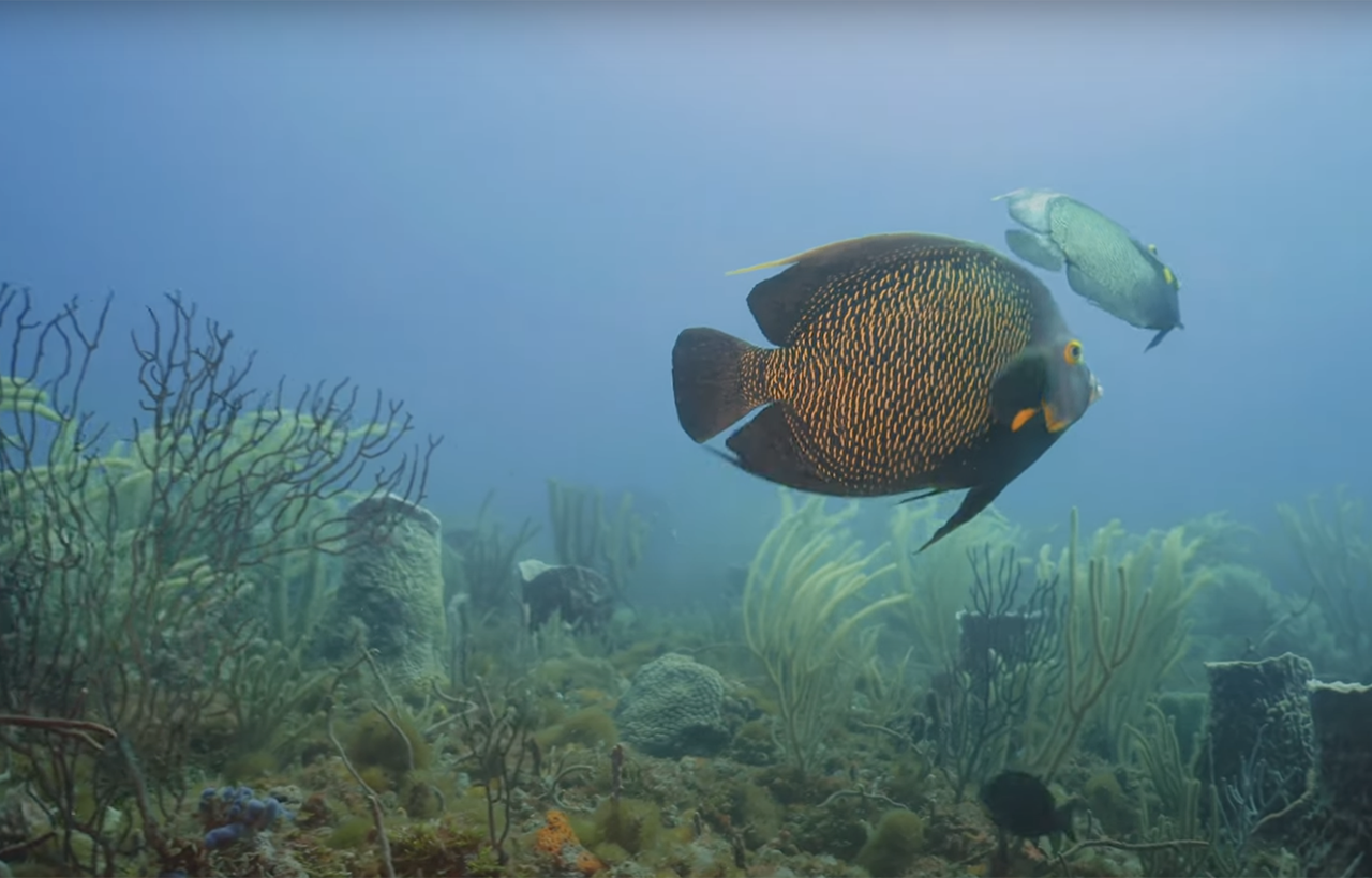 Dive Guide to Sea Ranch Reef Pompano Beach, Florida