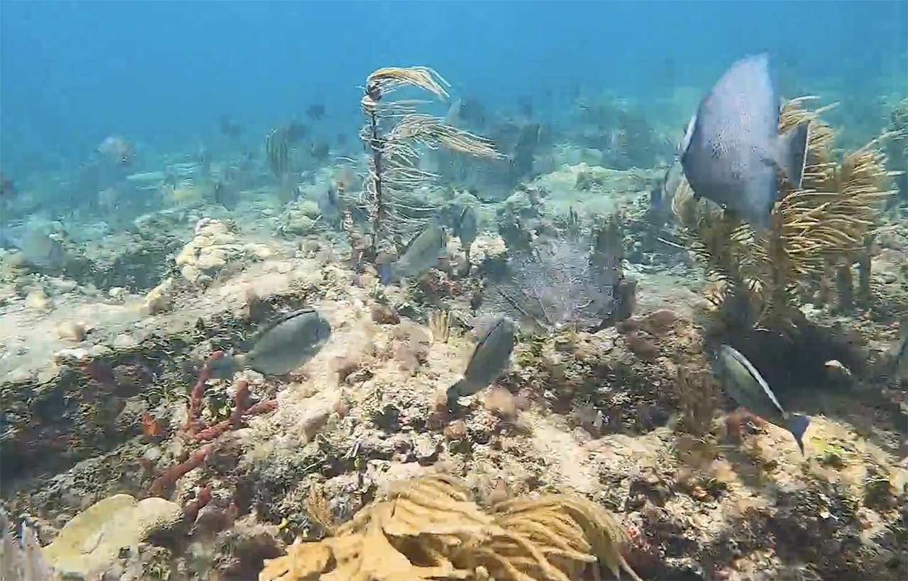 Discover Shark Reef Pompano Beach: Your Ultimate Guide