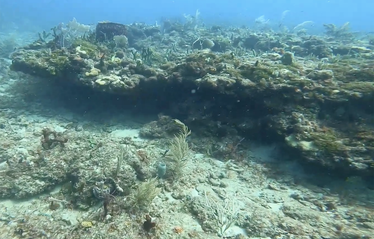 Horseshoe Reef: Ultimate Dive Guide for Pompano Beach