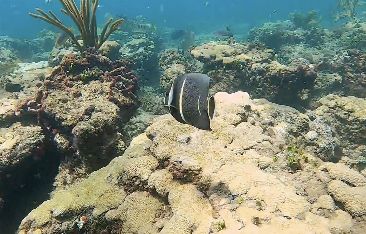 Discover Touchdown Reef: Your Guide to Florida Diving