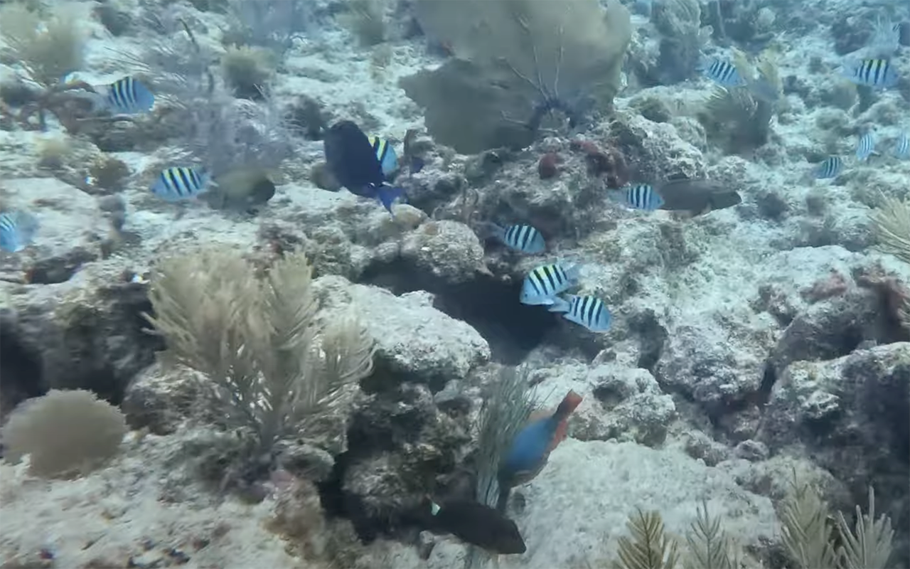 Discover Key Largo: Top Surface Interval Activities