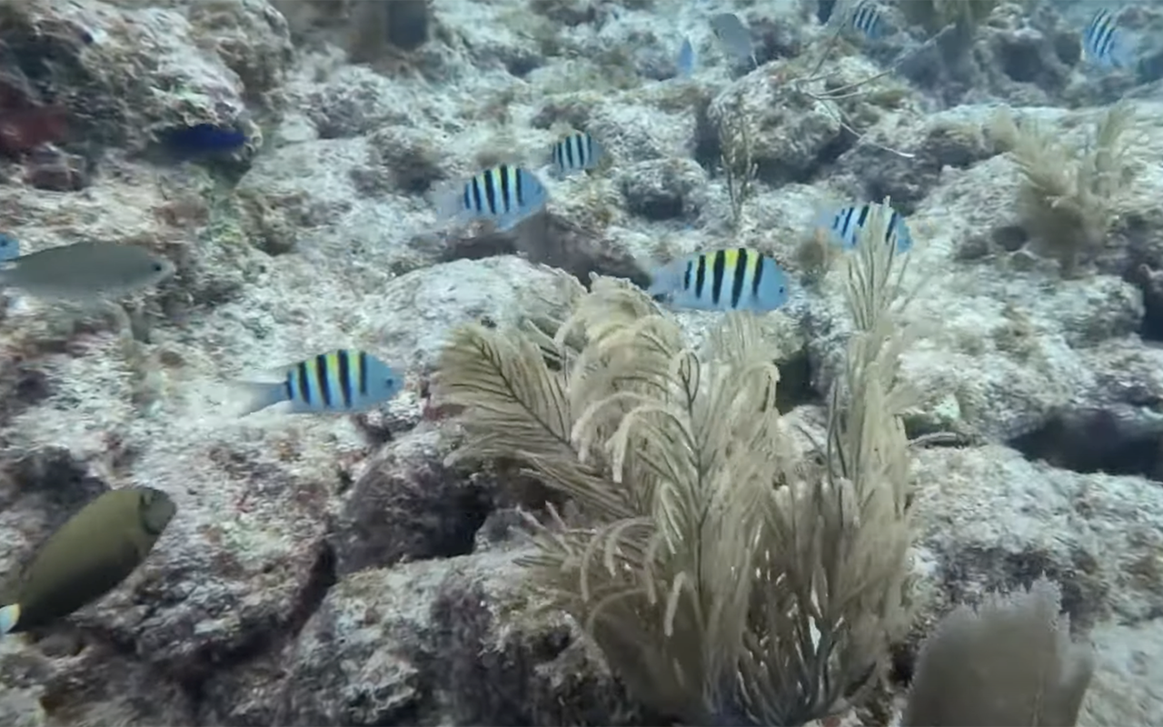 Family Scuba Diving in Key Largo: How One Boat Trip Keeps Ages 10-70 ...