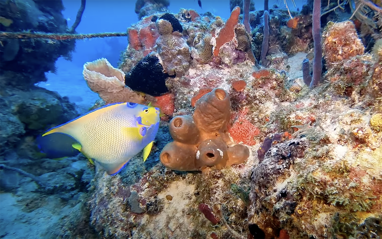 Discover Joe's Tug: A Diver's Hidden Experience in Key West
