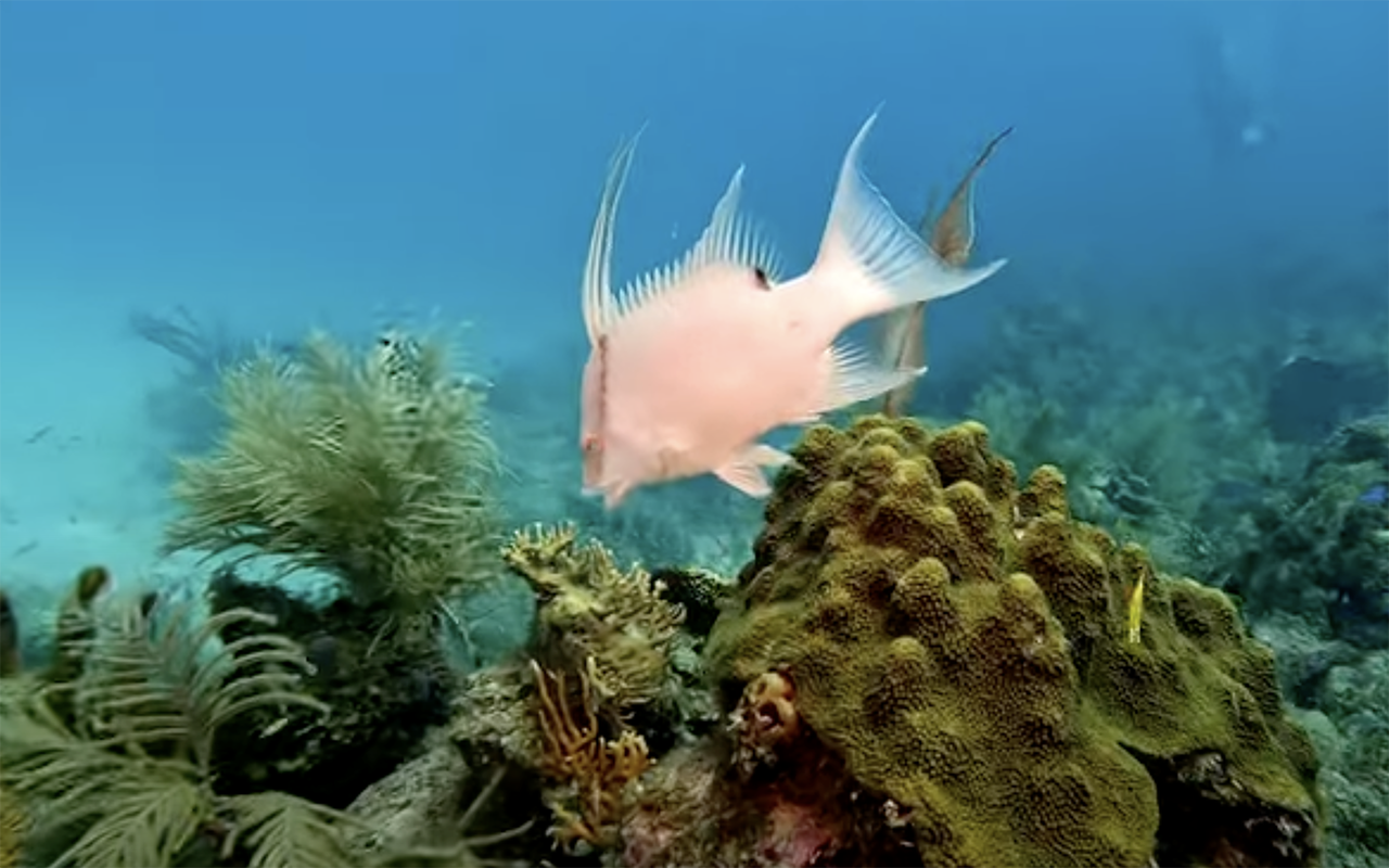 Key West Dive Gear Rental Price Comparison for 2025