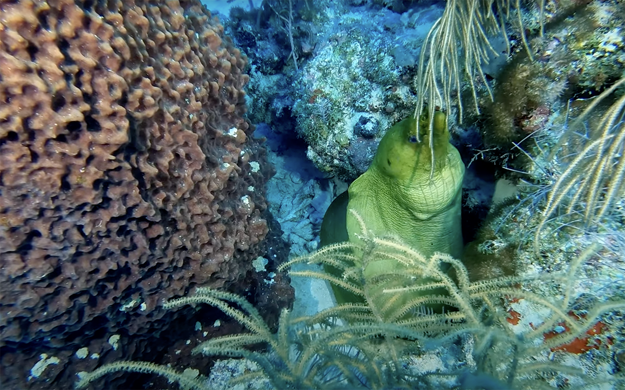 Affordable Key West Scuba Diving: Top Tips for Budget Divers
