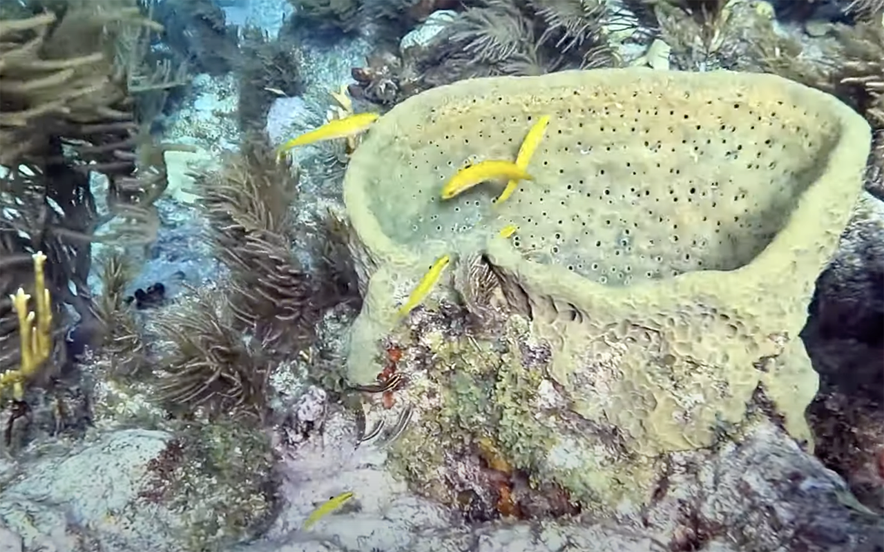 Essential Pre-Dive Safety Checks for Florida Scuba Divers