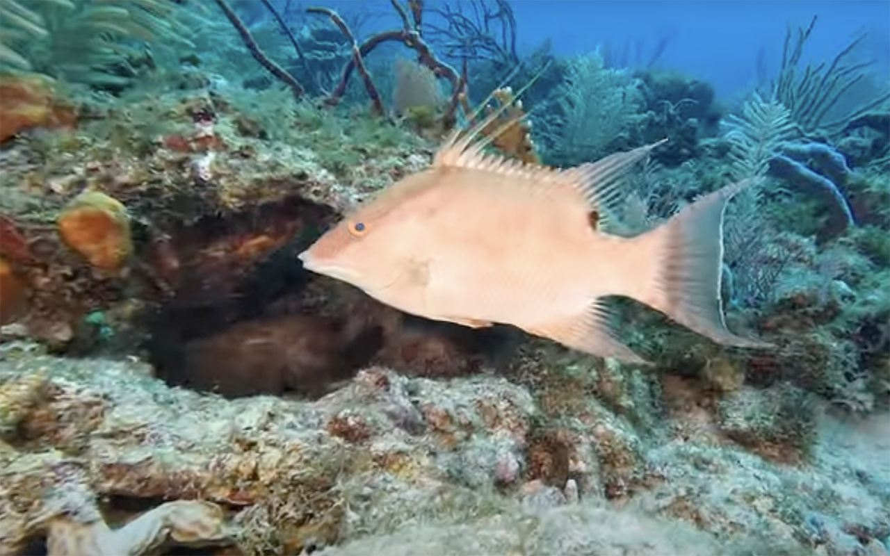 Discover 7 Hidden Reef Dives in Key West, Florida