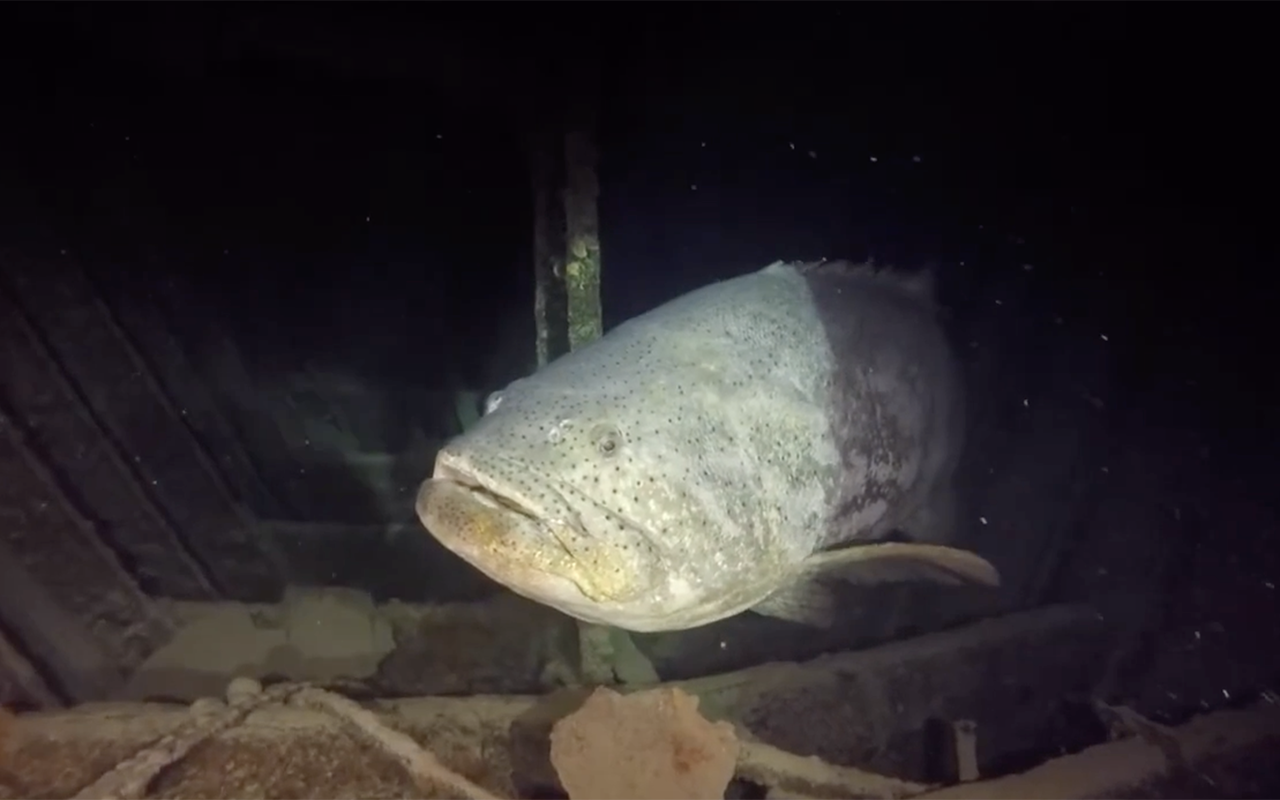 Dive with Goliath Groupers: Key West in August Awaits
