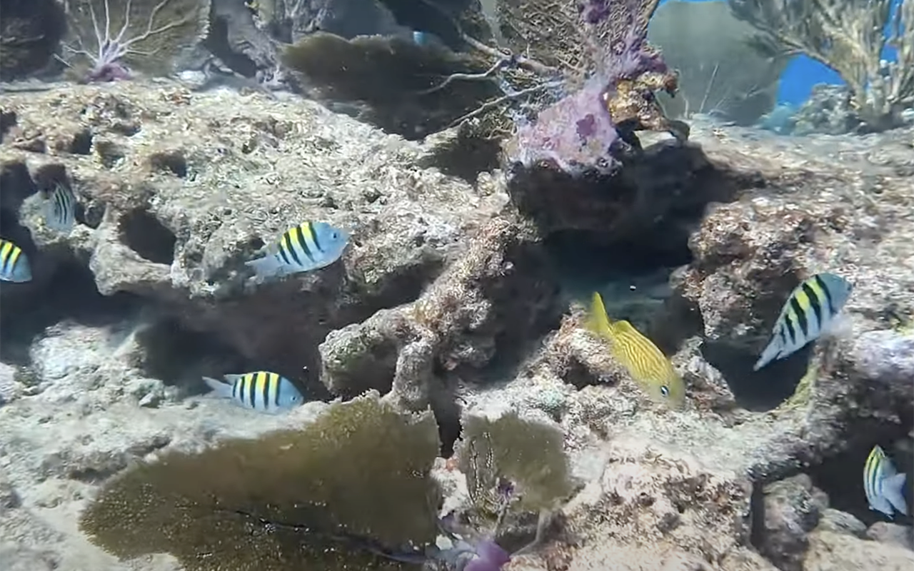 Water Clarity in Key Largo: 3 Factors for 100 Feet Visibility