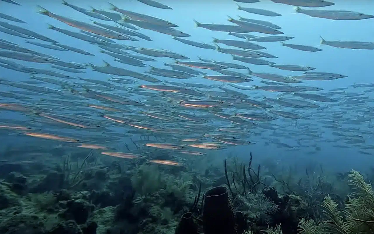 Explore Key West's Shipwreck Trail: Dive into History