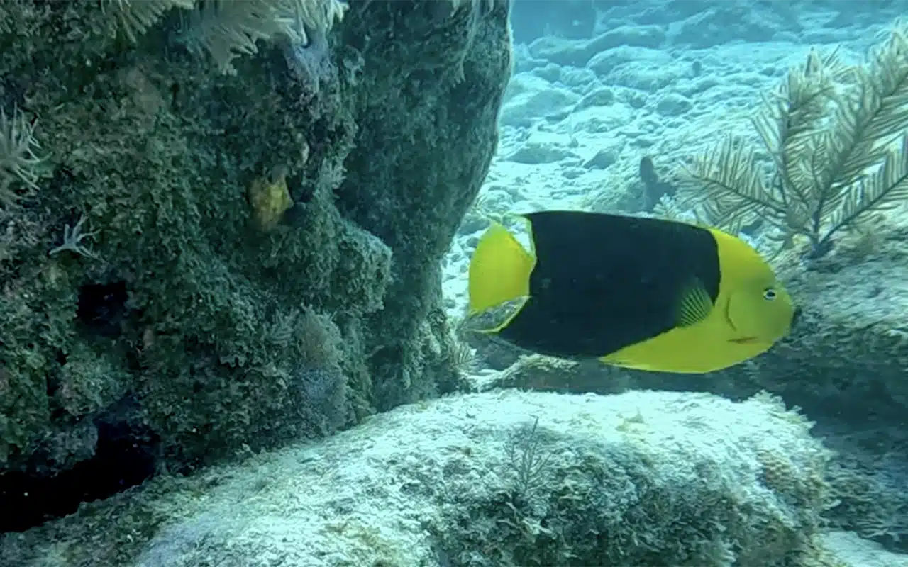 Discover French Reef: A Diver's Paradise in Key Largo