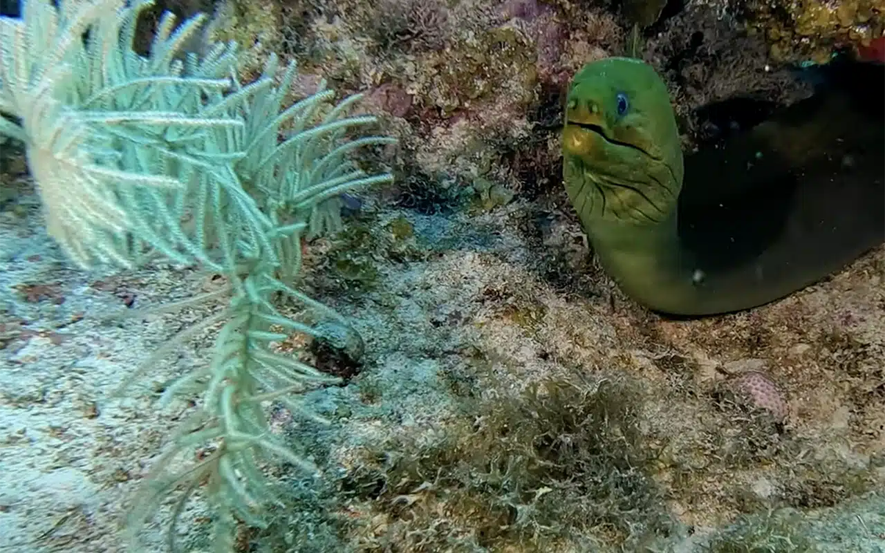 June Diving in Key West: Ideal Conditions Await