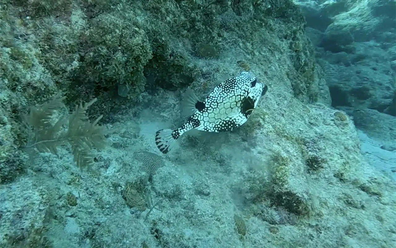 Discover Key Largo Marine Life: A Family Guide