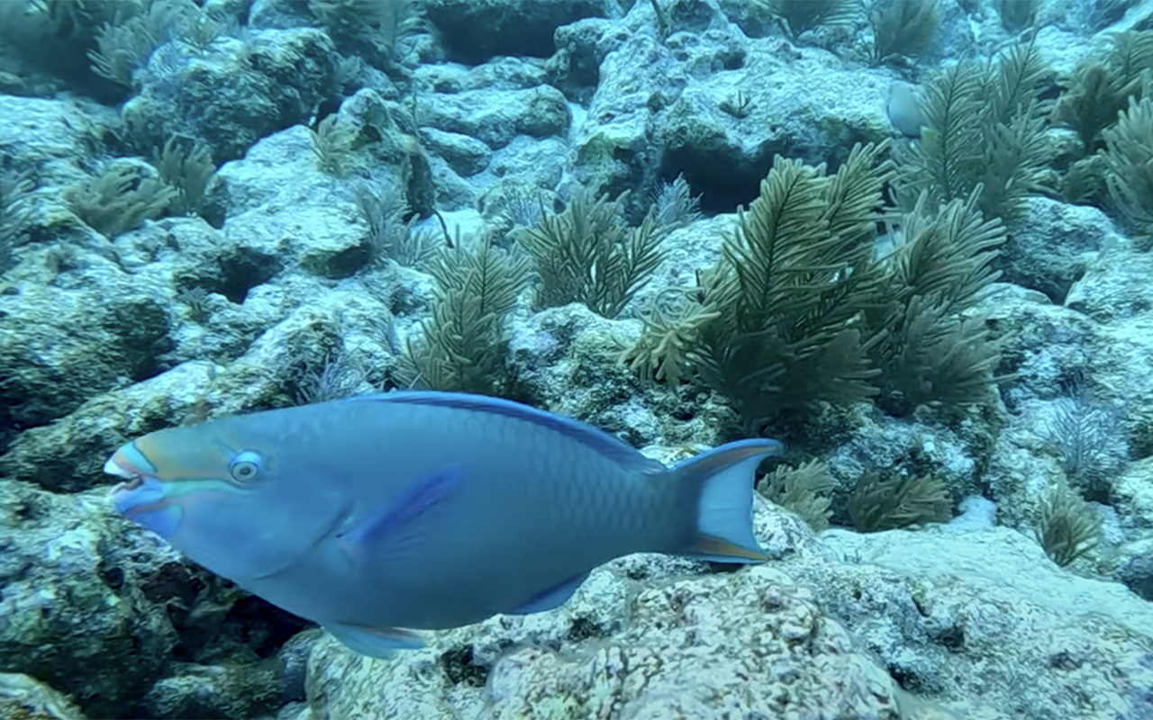 Coral Restoration Dives: Save the Reef in Key West