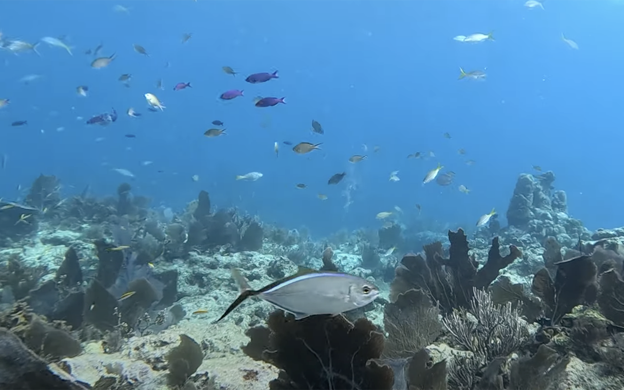 GPS Coordinates for Key West Dive Sites: A Guide