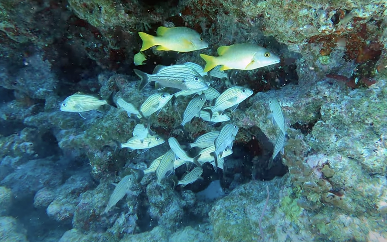 Key Largo Dive Packages for Beginners - Save Up to 30%