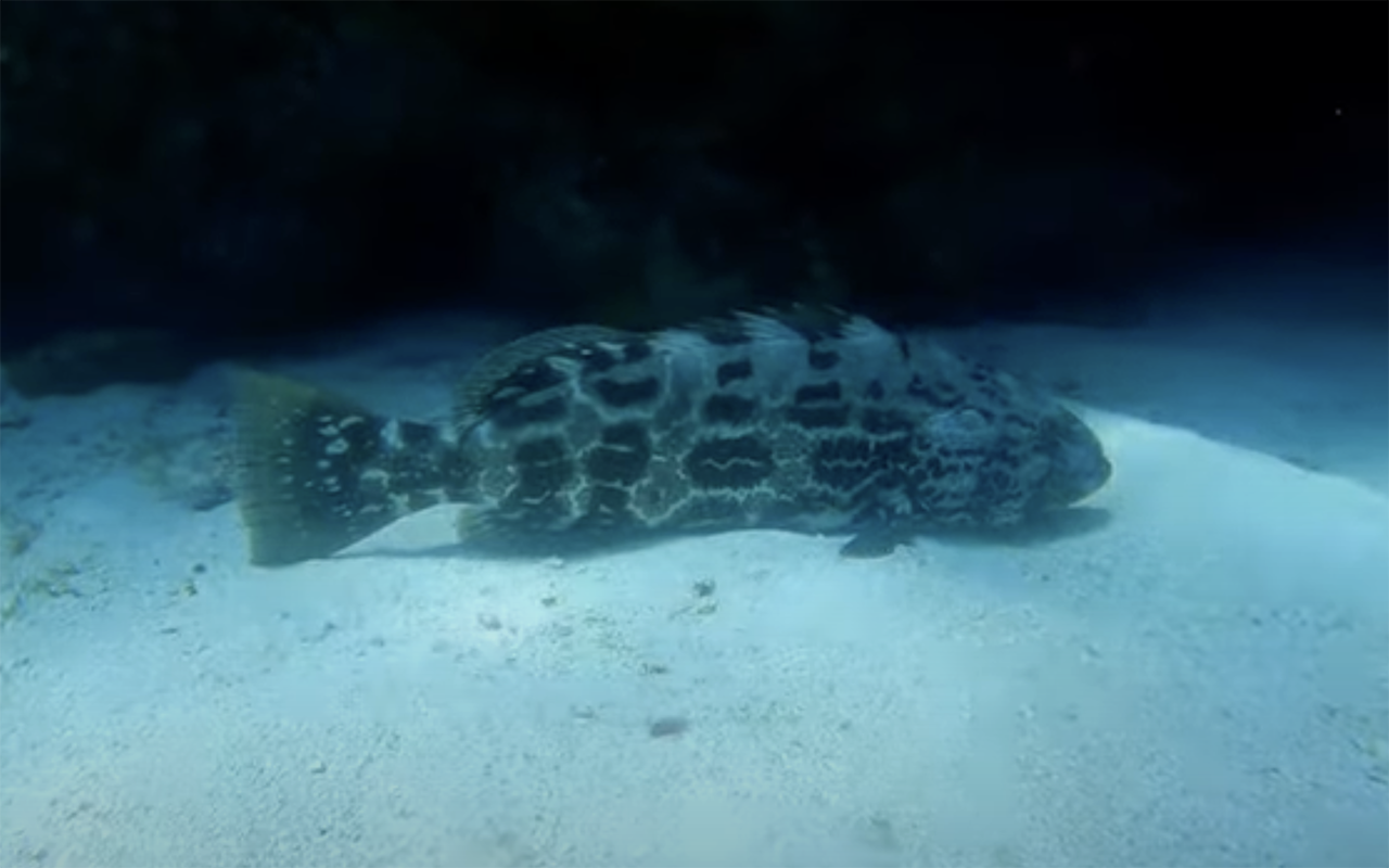 Moon Phases and Night Diving: New Moon's Bioluminescence