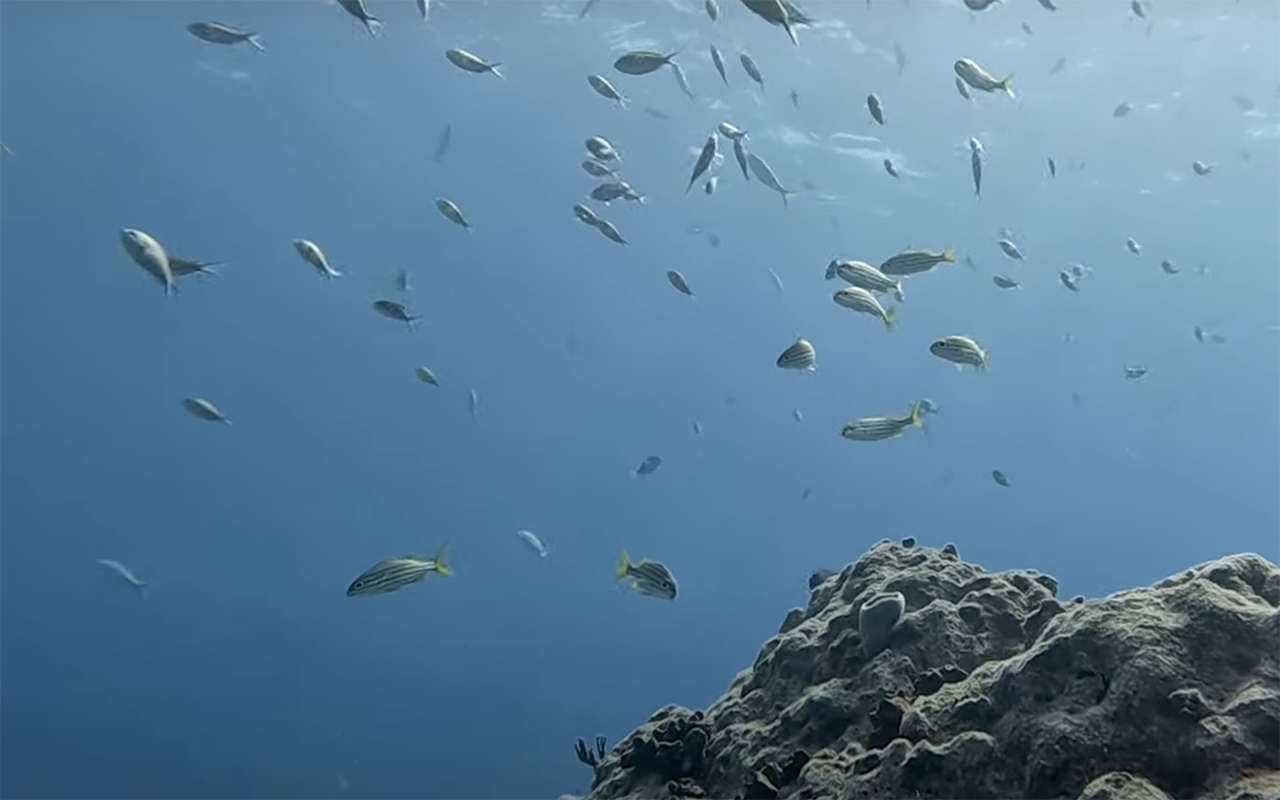 Discover Key Largo: Ideal Reef Diving for Beginners